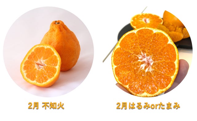 絶好の土地環境で作られる美味しい旬の柑橘類をお届け。愛媛県中島の農家を救う!|マクアケ アタラシイものや体験の応援購入サービス